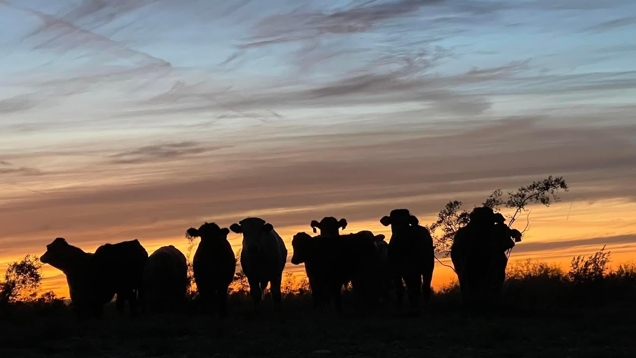 Scamp Life Near Florance, AZ, The Renaissance Festival, and More Cows ...