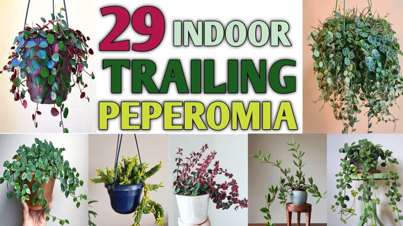 29 Indoor Trailing Peperomia Plants | Trailing Peperomia Plant ...