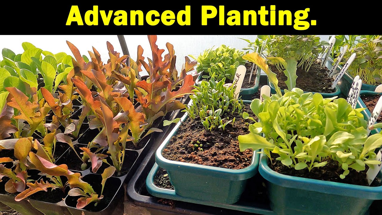 Advanced Planting | Winter Planting | Strategic Growing | Green Side Up ...