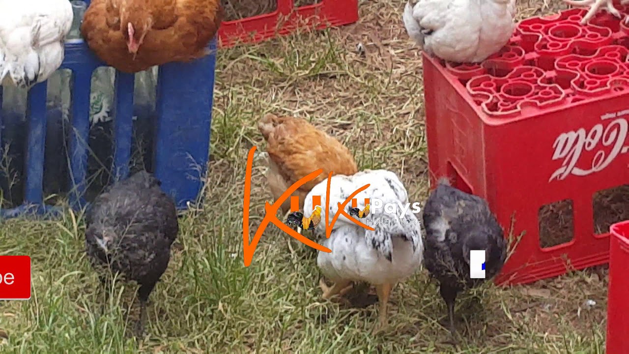 Soda Crates for Roosting Perches in Poultry Farming - YouTube