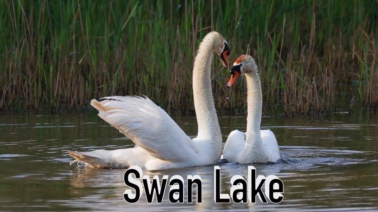 Swan Lake AudioHero Royalty Free Music Tracks & Sound Effects - YouTube