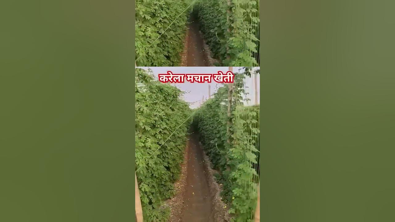 #comedy #veggiegarden #funny #kishan #farming #123kishan #agriculture #farmer #voiceeffects # ...
