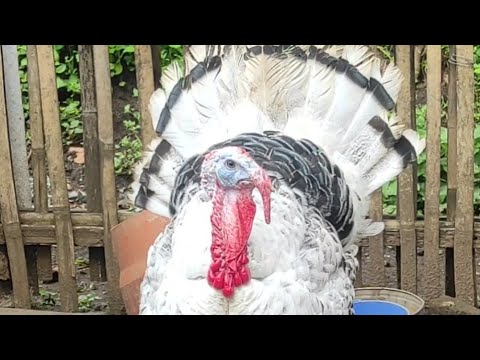 tahapan budidaya kalkun ( Lawang Niwatori Farm) - YouTube
