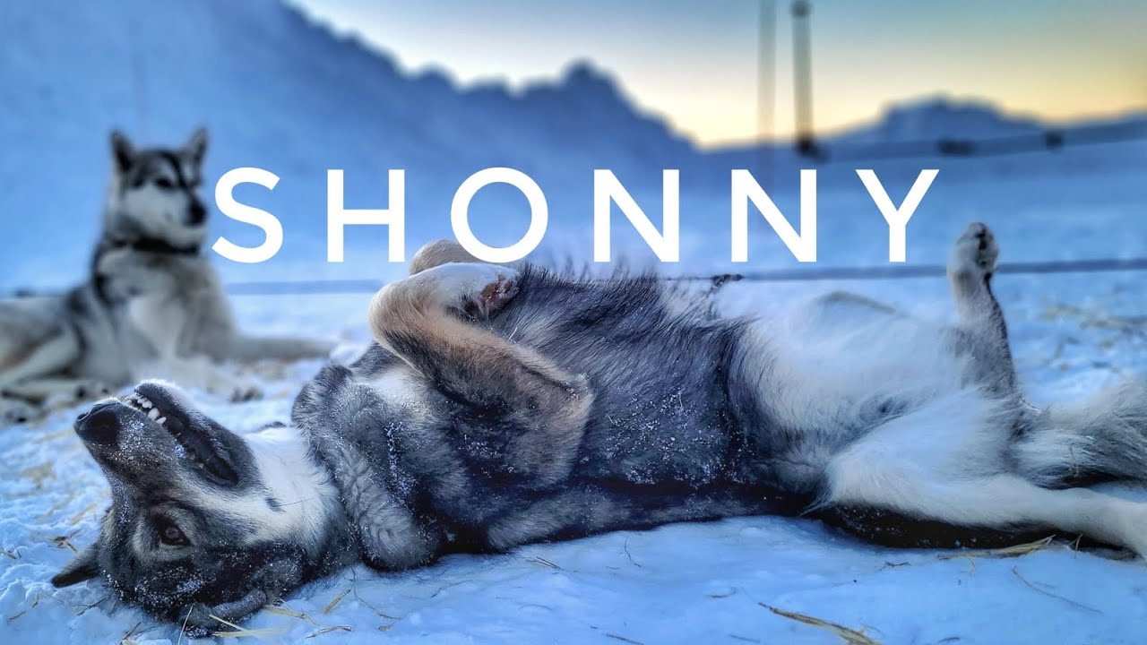 The (Greenland) Dog Days of Winter: Ep 21 Shonny - YouTube