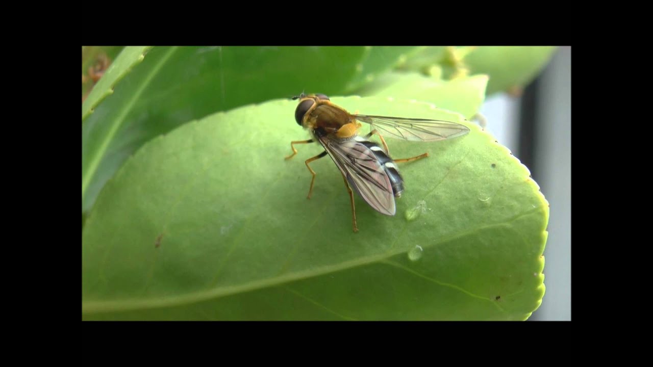 Hoverflies Leucozona glaucia, Cornwall - YouTube