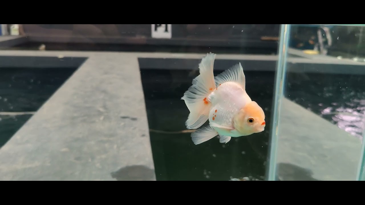 White butterfly NK farm Oranda @9790707579 - YouTube