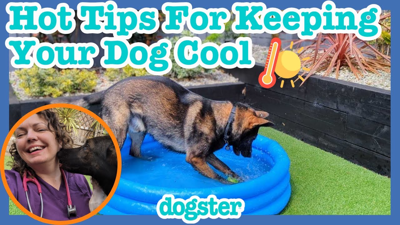 Perfect House Temperature For Dogs
