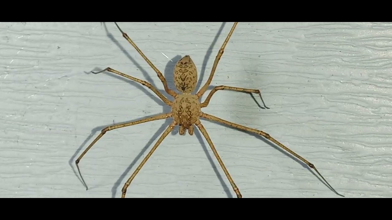 A NIGHT OF SPIDERS: AT LEAST 7 DIFFERENT ONES - YouTube