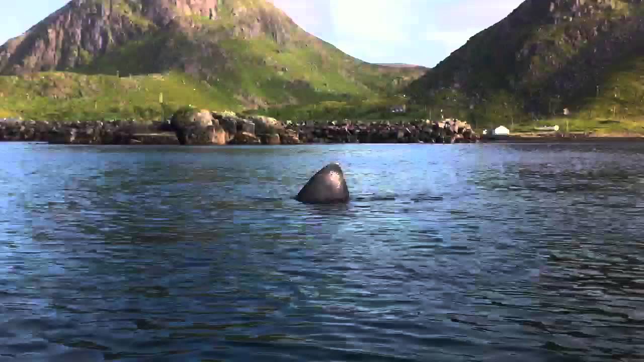 Basking shark in Stø, Vesterålen, Norway - YouTube
