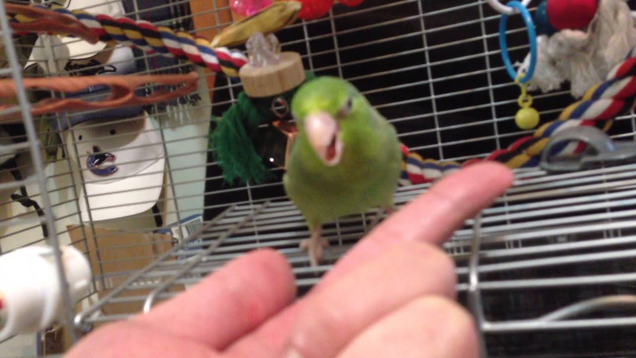Parrotlet Funky Head Shake - YouTube