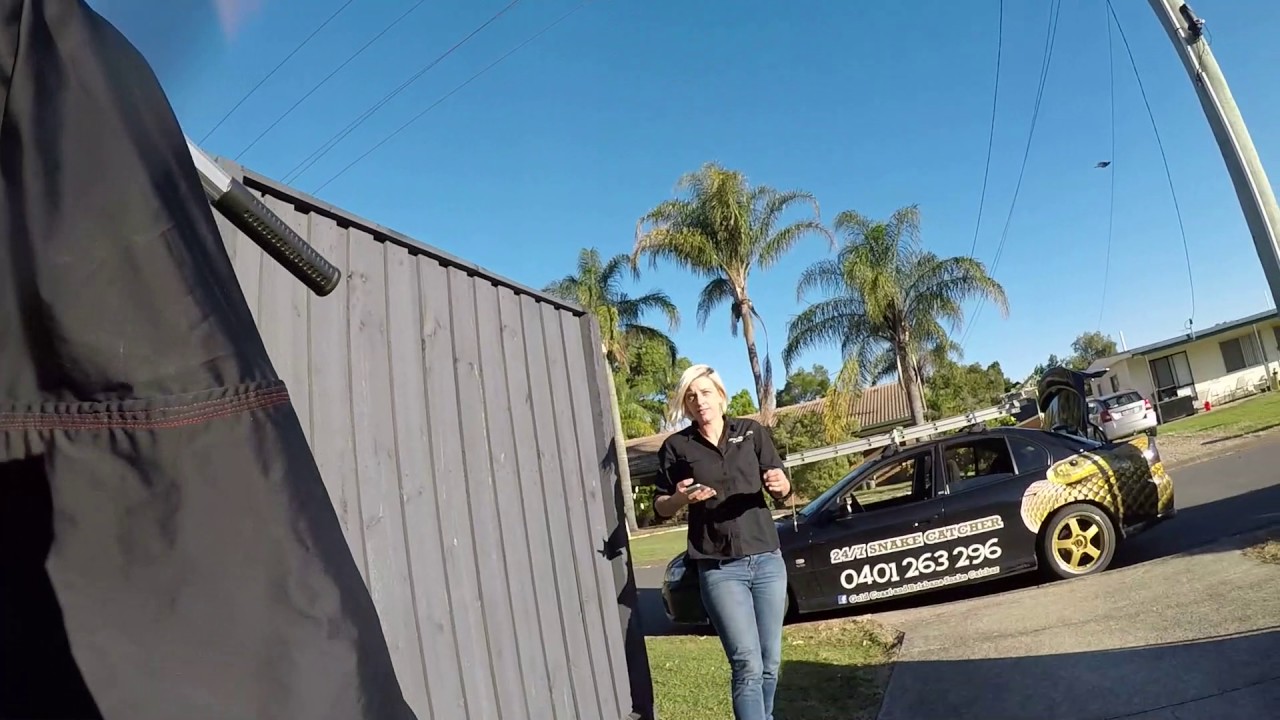 RED BELLY BLACK SNAKE IN BEENLEIGH - YouTube