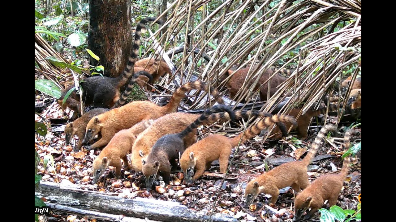 Quati com filhotinhos - Coati with puppies - YouTube