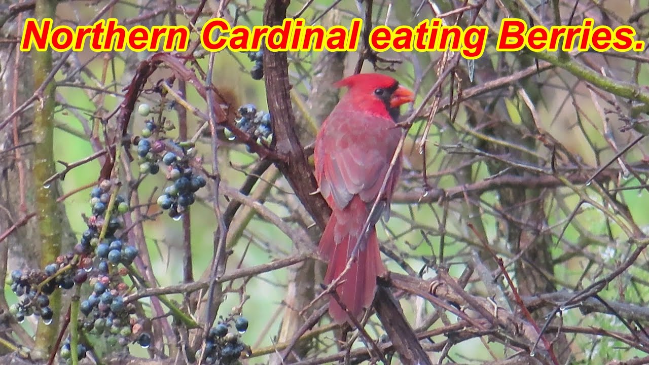 Northern cardinal eating Berries. #birds #shamshermannbti - YouTube