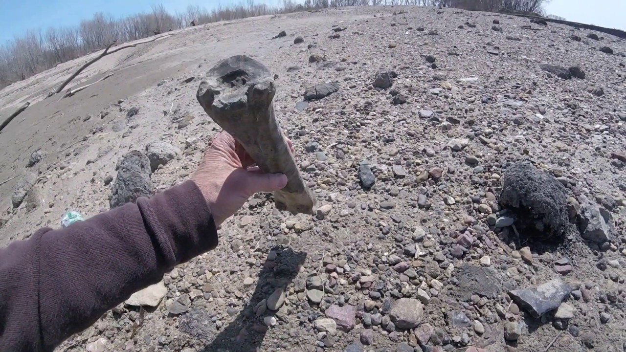 Large Cannon Bone - YouTube