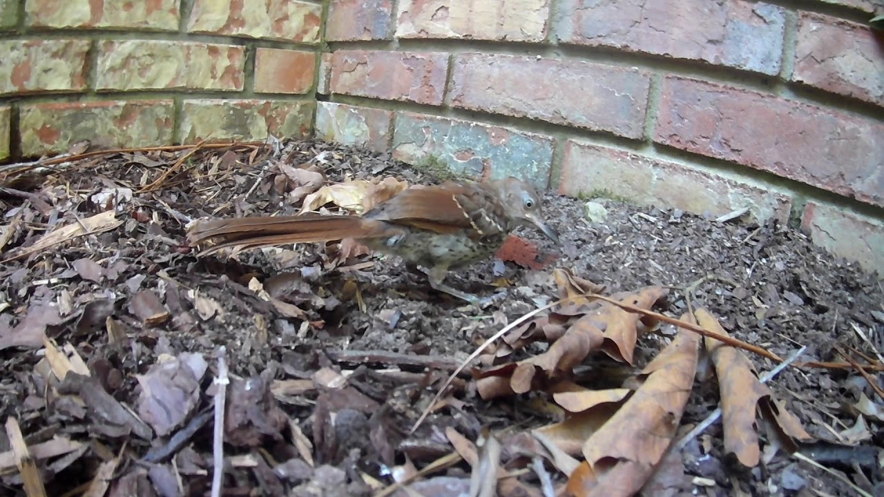 baby brown thrasher thrashing. - YouTube
