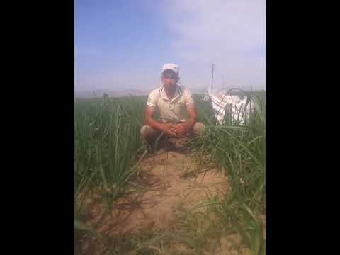 Müzəffər Ağdamlı-(soğan şeri)