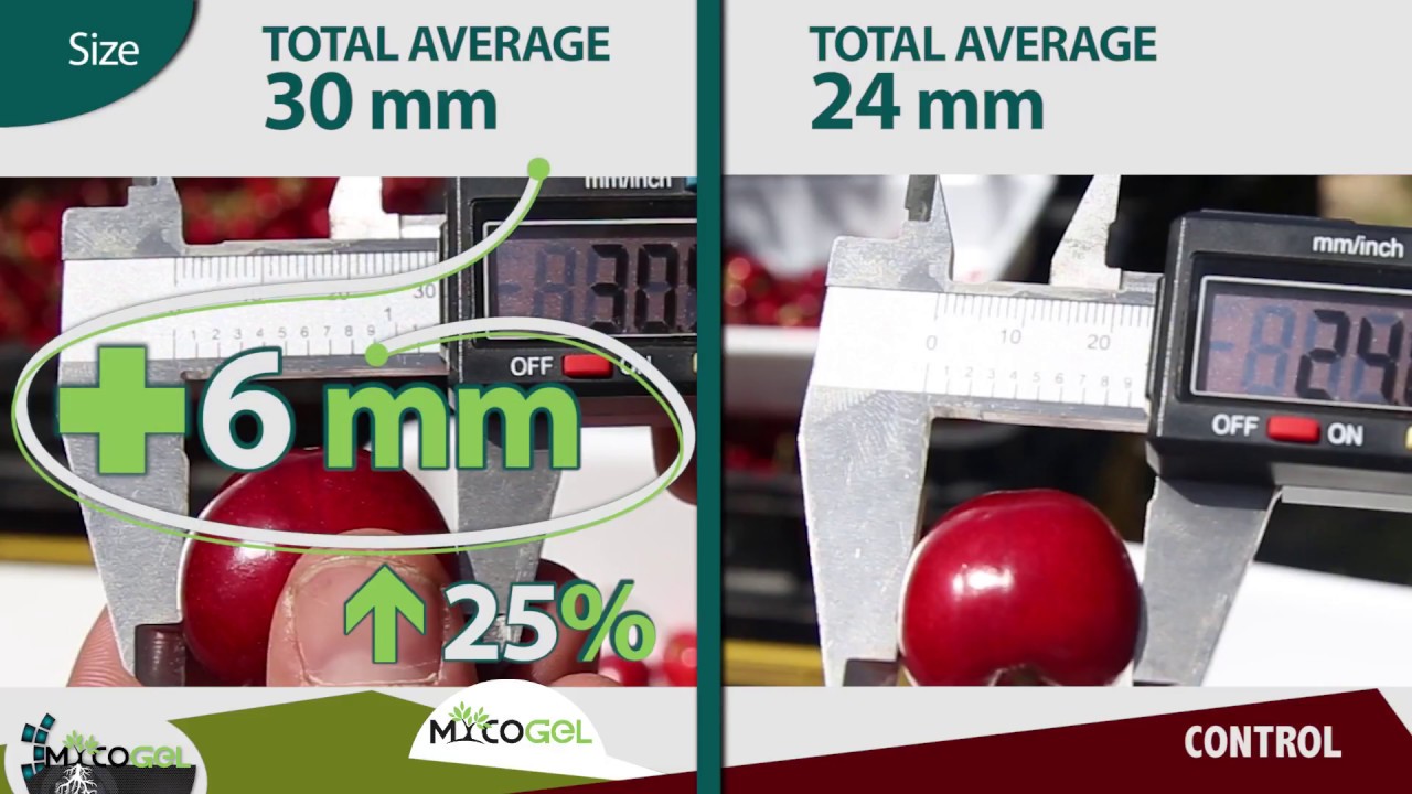 Mycogel trial in cherry crop - YouTube