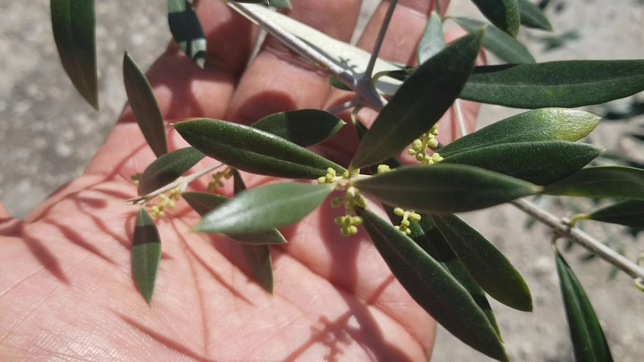 Baby Olives On Arbequina Olive Tree YouTube baby-olives-on-arbequina-olive-tree-youtube