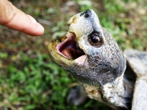 SNAPPING turtle BITES my FINGER! - YouTube