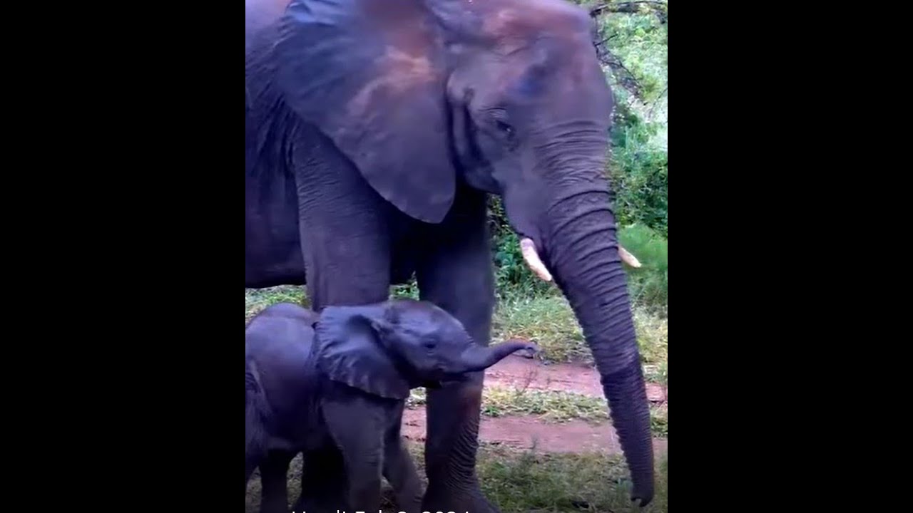 Naledi Dam Cam! Tiny Calf arrives with the Elephant Herd! Feb 2, 2024 - YouTube
