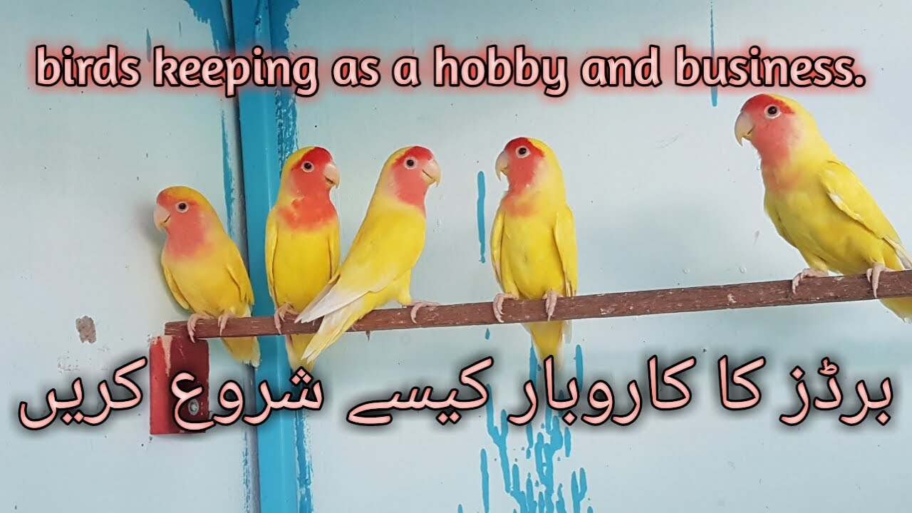 How to start birds business | birds business | birds hobby | - YouTube