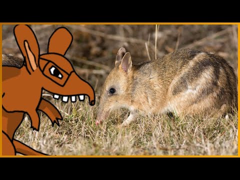 the eastern barred bandicoot will make you go awee - YouTube