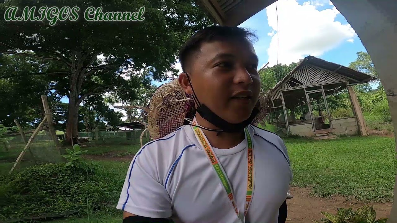 Boholano Native Chicken | NCD Vaccination | Phenotypic & Morphometric ...