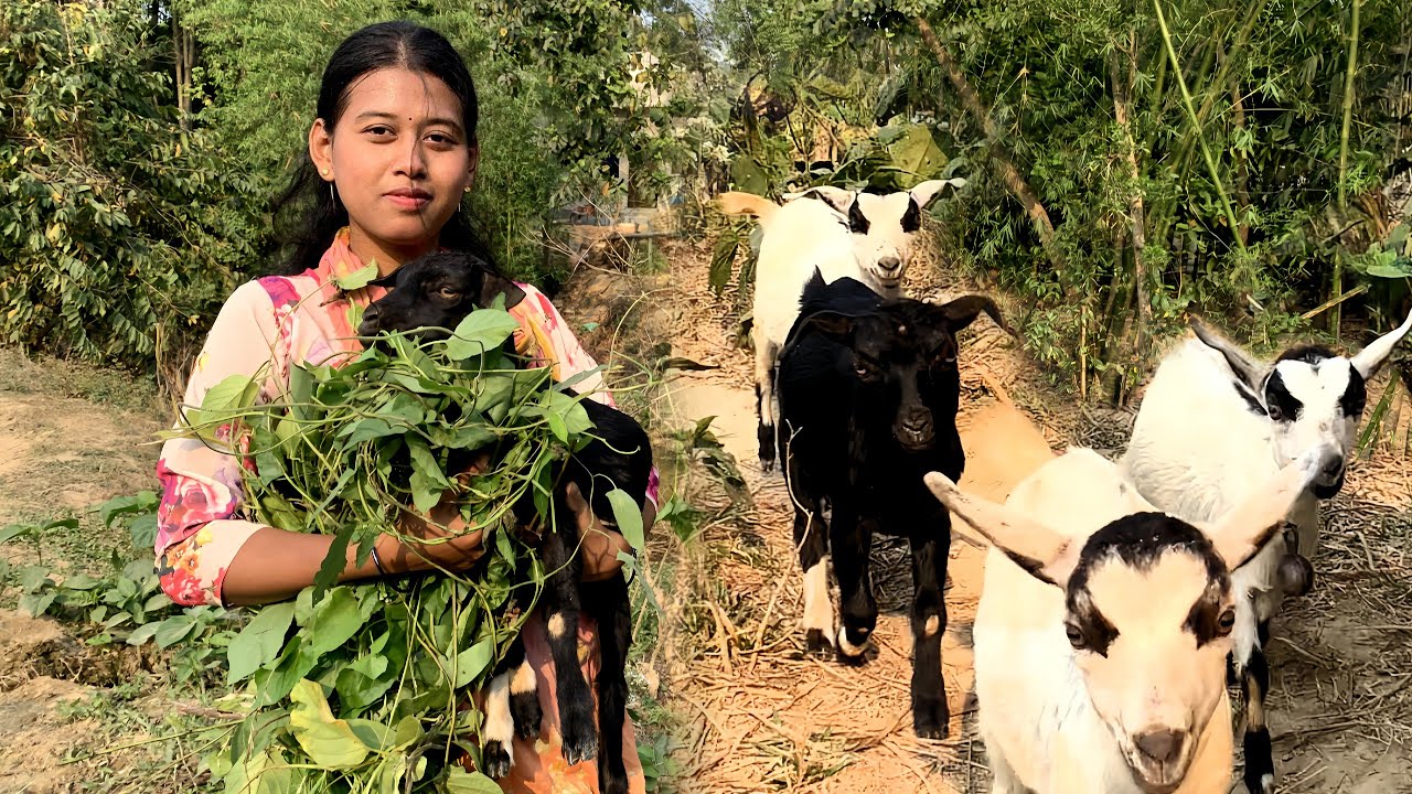 বাড়ি চাকরানি কাজ ছাগল দেখা 😥😥Goat watching house maid work 😥😥 - YouTube
