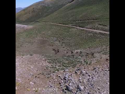 Hakkari'nin Yılkı Atları / Yabani Atlar