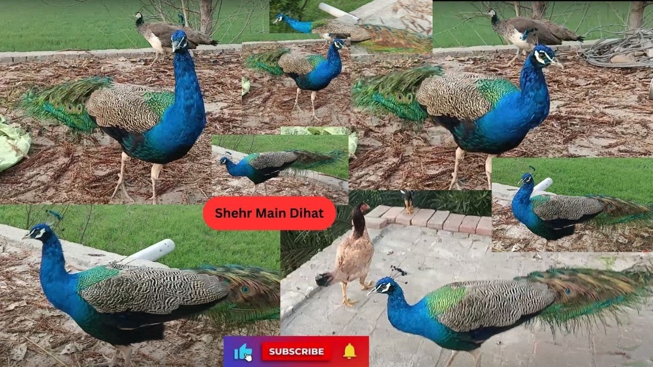 Shehr Main Dihat New Video | Peacock Sound | Peacock Breeding - YouTube