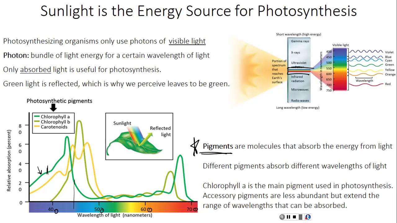 Overview of Photosynthesis - YouTube