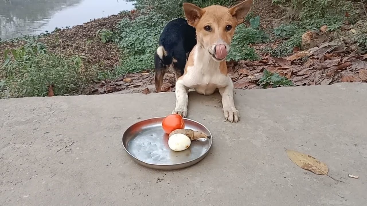 poor dog bagged food for sale। homeless dog food donation - YouTube