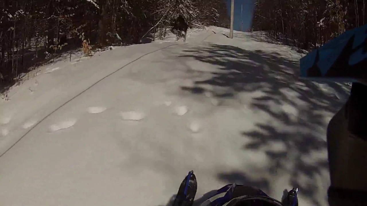 MOOSE on Snowmobile - YouTube