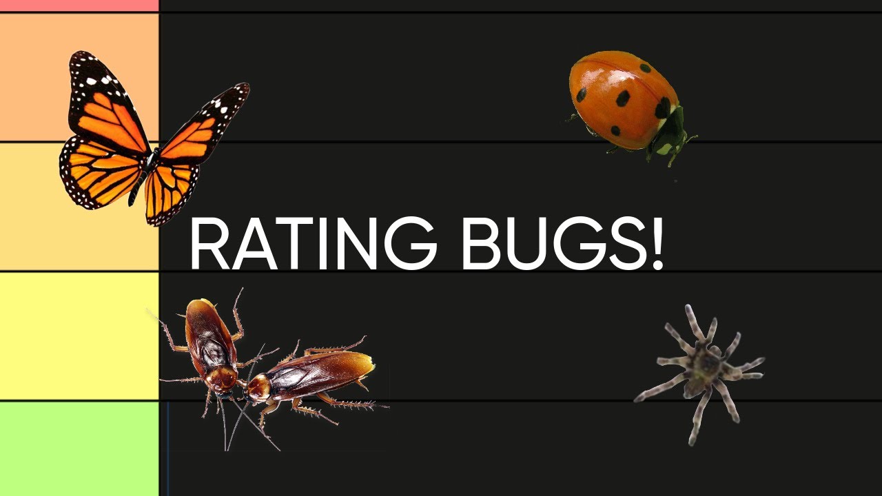 Ranking bugs on a tier list! - YouTube