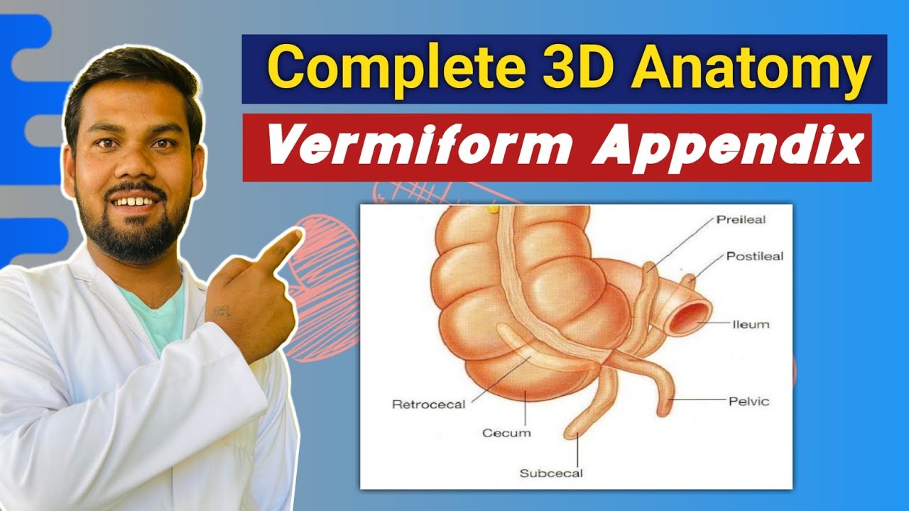 Anatomy of Vermiform Appendix Explained in detail | Positions,Blood supply, Lymph,innervation ...