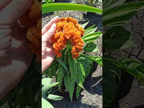 Обзор цветов целозии, лаватерры Ч. 1