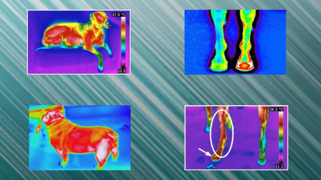 Termografia veterinaria de pequeños animales - YouTube