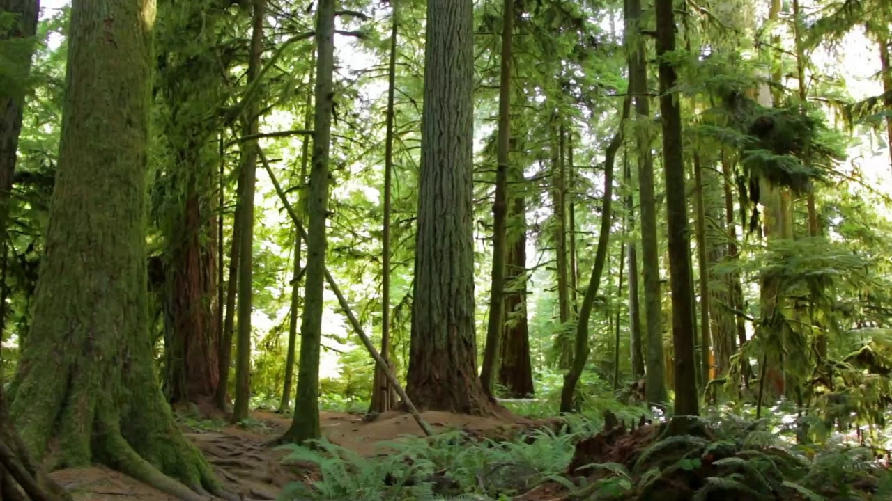 Rainforest Sound, Forest Sound Daytime For Relaxing, Study, Sleep - YouTube