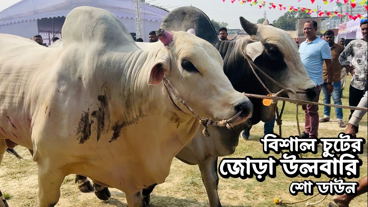 Massive Hefty Gigantic Heavyweight Ulbari Sibbi Bulls with Huge Hump ...