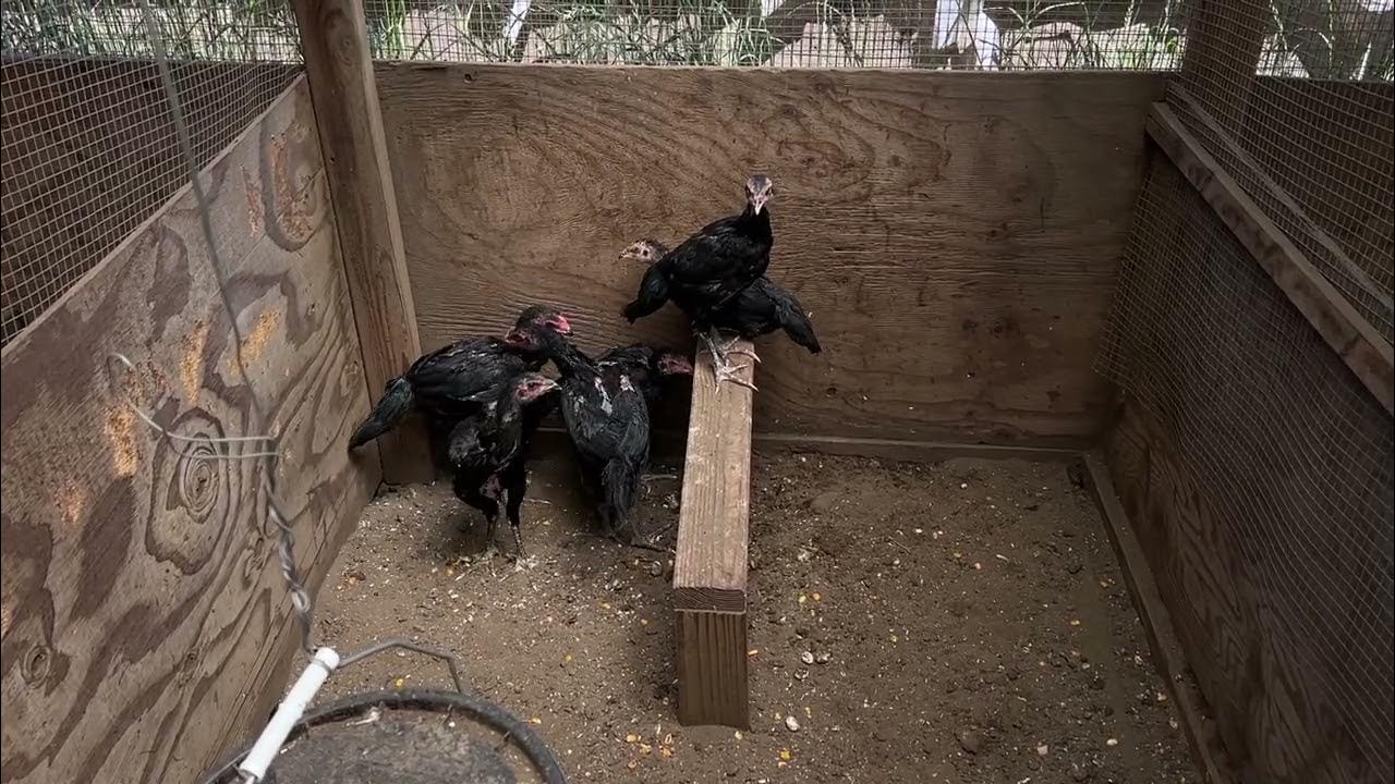 Thiab qaib Saib ua si - YouTube