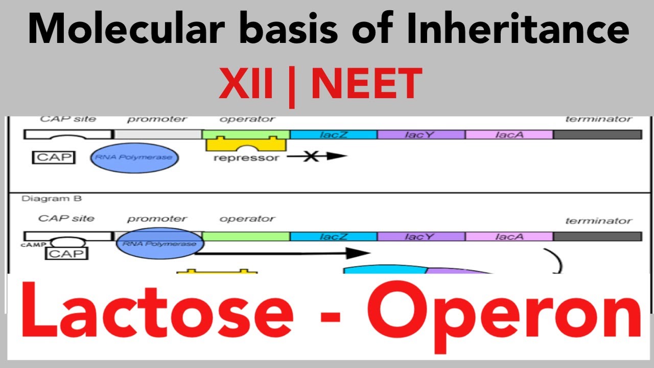 The Operon concept - Lac Operon | Molecular basis of Inheritance | XII ...