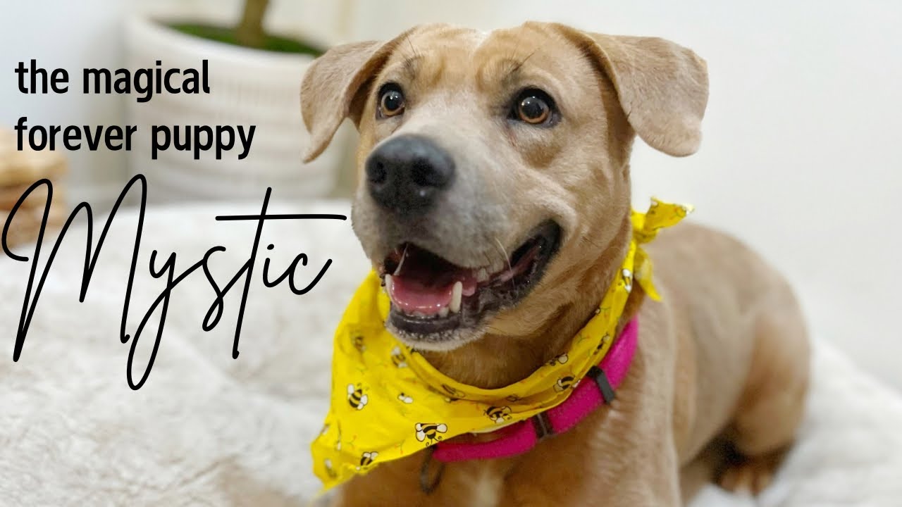 Mystic the magical forever puppy! So soft and sweet! - YouTube