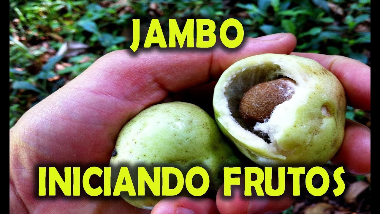 FRUTO JAMBO VOCÊ CONHECE? - YouTube