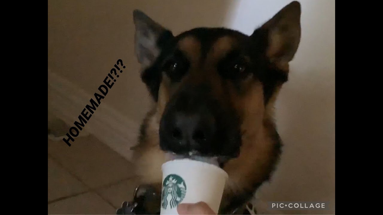 Homemade Pup Cup for my Dog!!! - YouTube