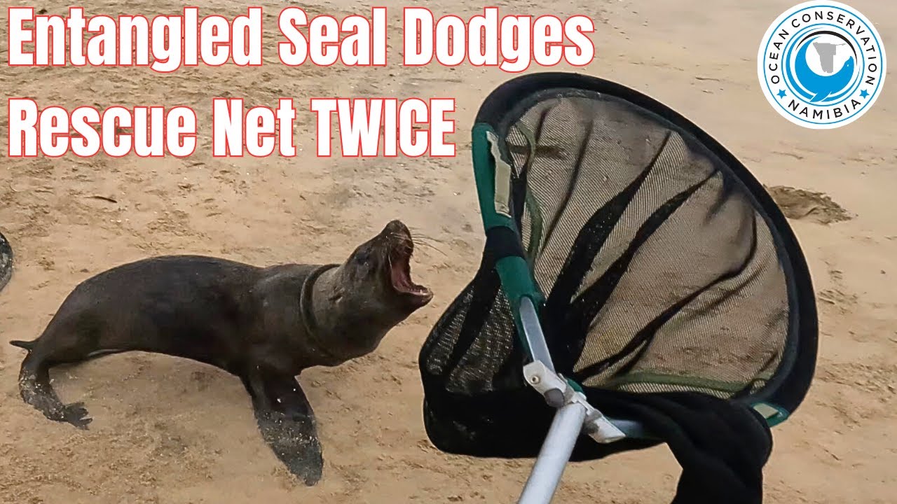 Entangled Seal Dodges Rescue Net TWICE - YouTube