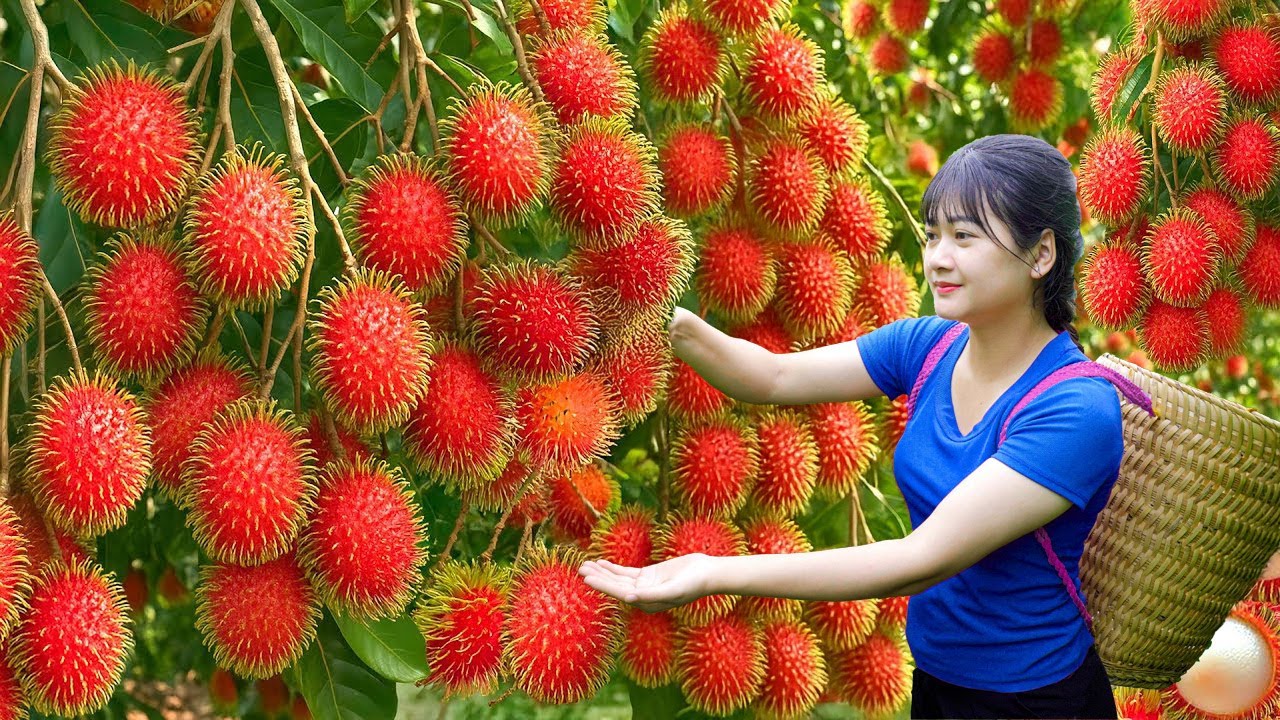 Ly Trieu Ca: Harvesting sweet tropical wild rambutan - How to make best ...