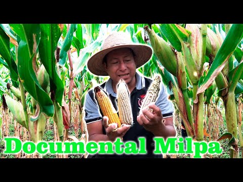 El mejor DOCUMENTAL de la Milpa/ Cosecha de elotes - YouTube