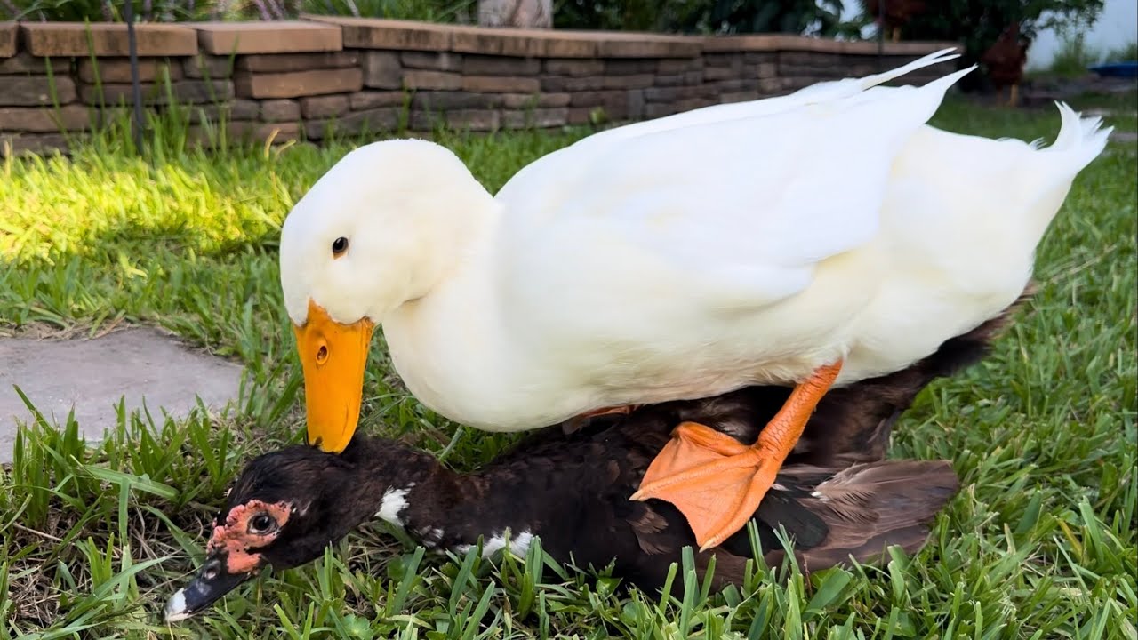 Duck Mating Between Muscovy and Pikin | Amazing Ducks Life - YouTube