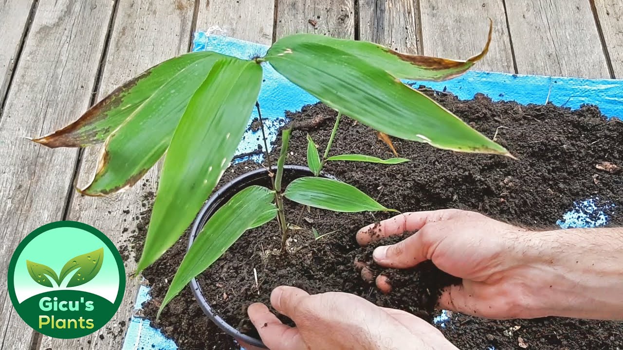 Imi replantez Bambusul Mosso - YouTube