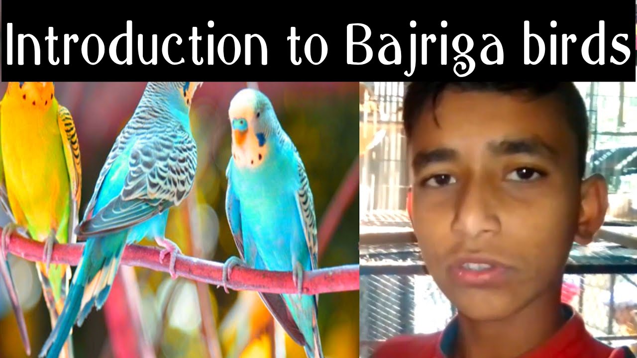 Introduction to Bajriga birds | alomgir voice - YouTube